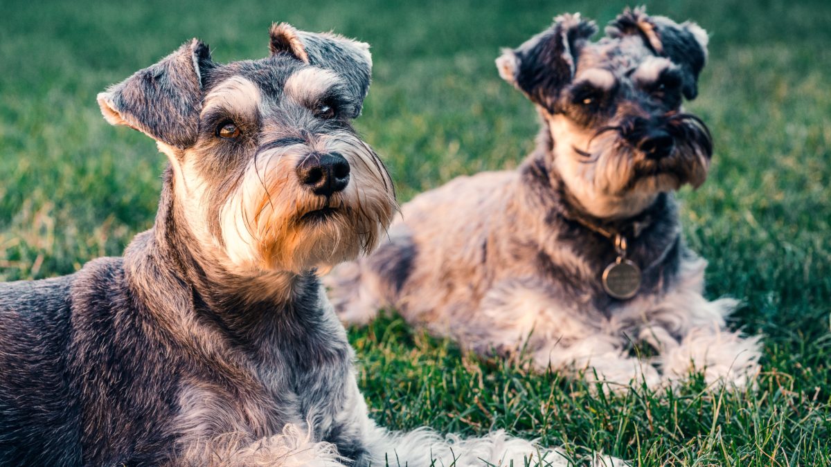 16 Funny And Useful Dog Idioms Explanations And Definitions