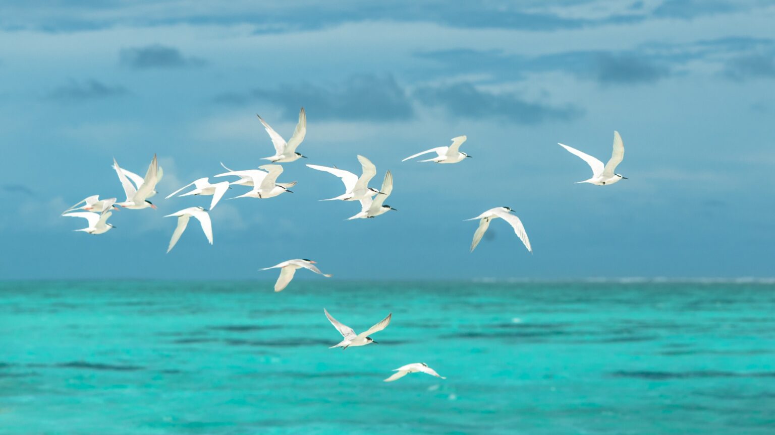 28 Bird idioms (with examples and definitions)