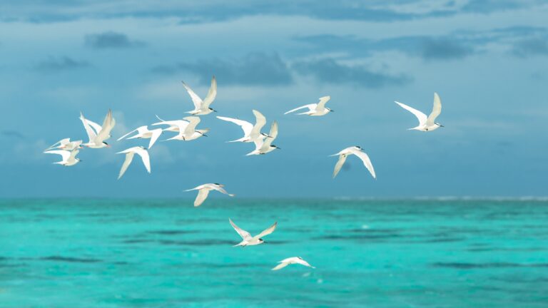 28 Bird idioms (with examples and definitions)