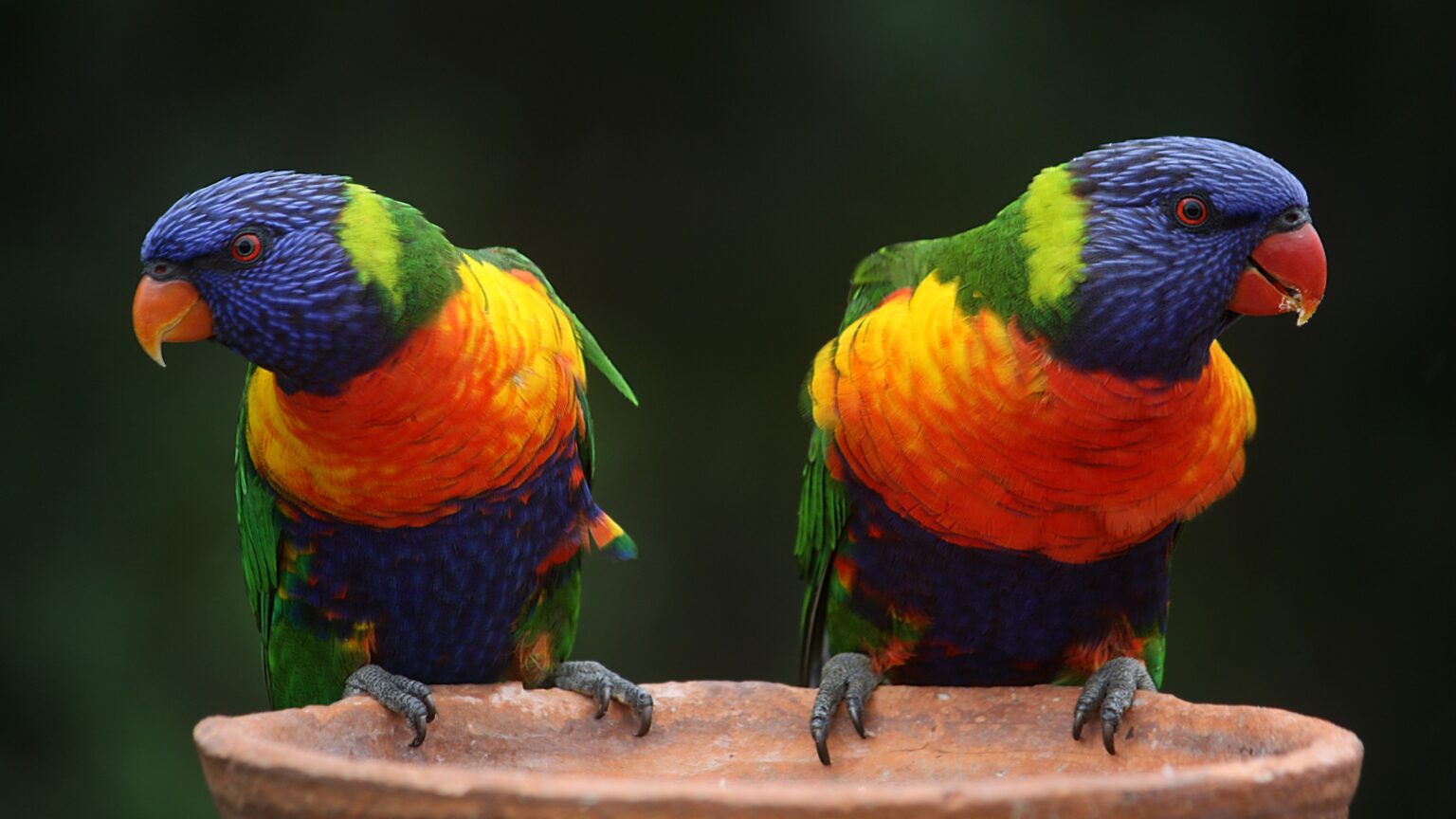 28 Bird idioms (with examples and definitions)